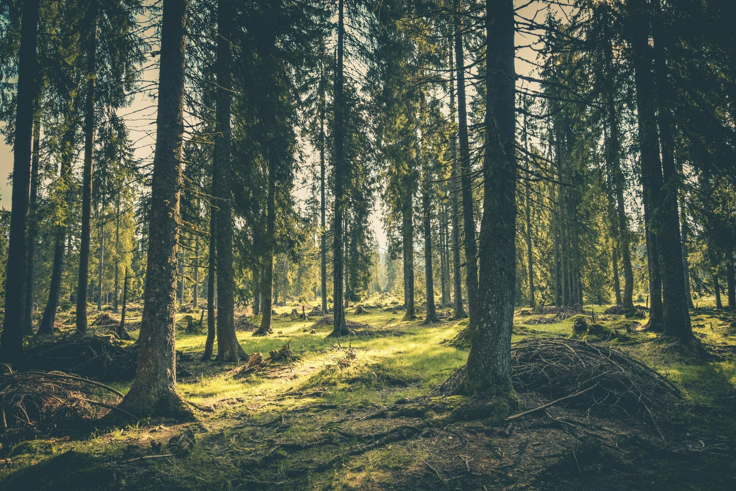 Understanding the FCA’s Sustainability Disclosure Requirements | Ocorian